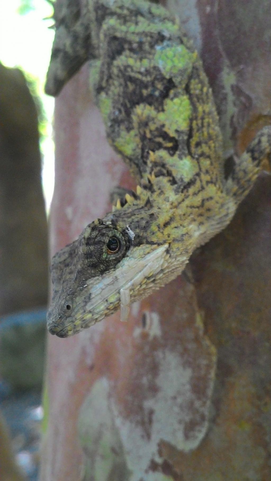 No.361273台灣爬行類回報 Taiwan Reptile Report Program