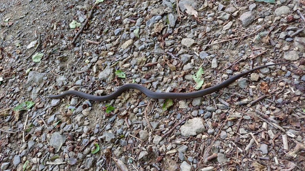 No.2007081台灣爬行類回報 Taiwan Reptile Report Program